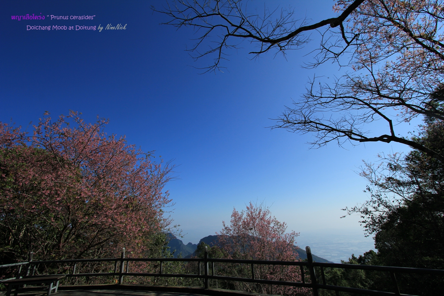 สวนรุกขชาติแม่ฟ้าหลวง ดอยช้างมูบ (Doi Chang Mub Mae Fa Luang Arboretum ...